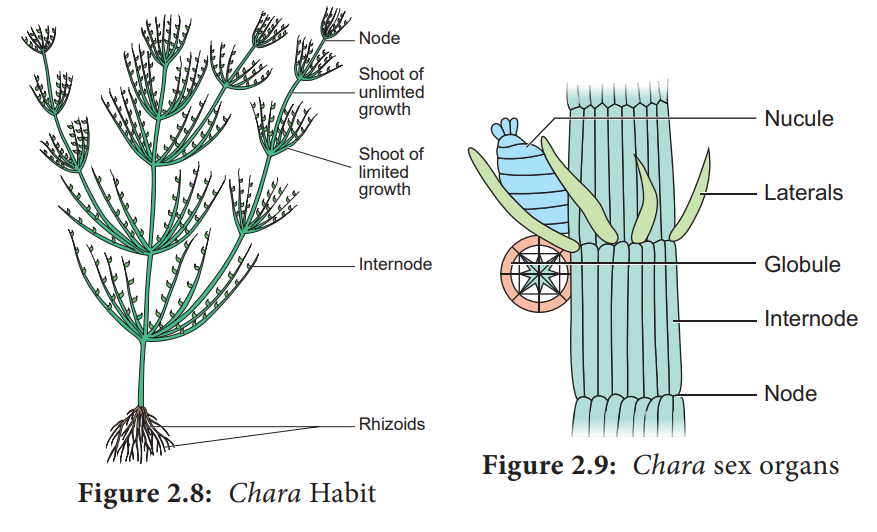 Chara Algae Diagram Elucidating The Chara Genome: Implications For