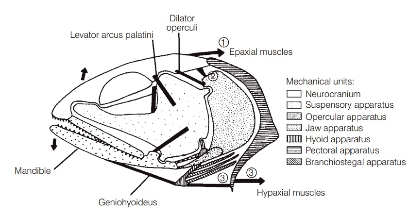 Jaw protrusion: the great leap forward - Fishes