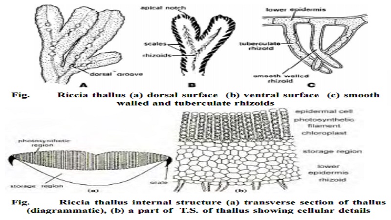 Riccia Diagram Quick Notes On Riccia (With Diagrams) | Biology